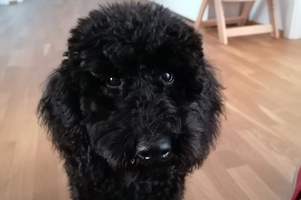 Über uns | Das Team von Dogsworld